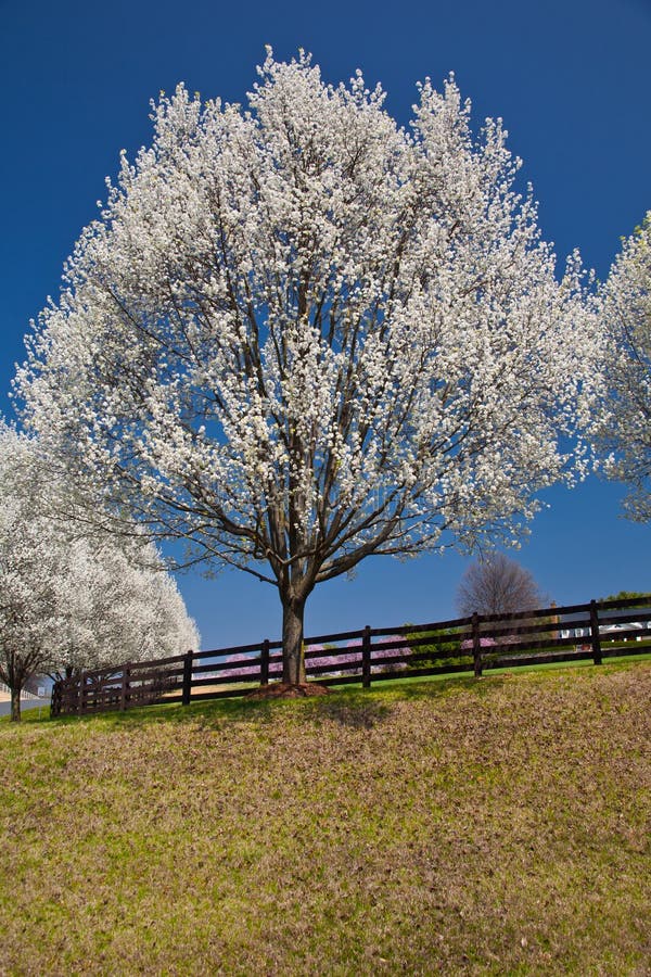 Spring Time stock image. Image of bloom, green, japanese - 38272309