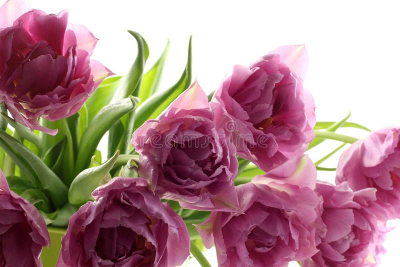 Spring time stock photo. Image of spring, time, leafs - 1601044