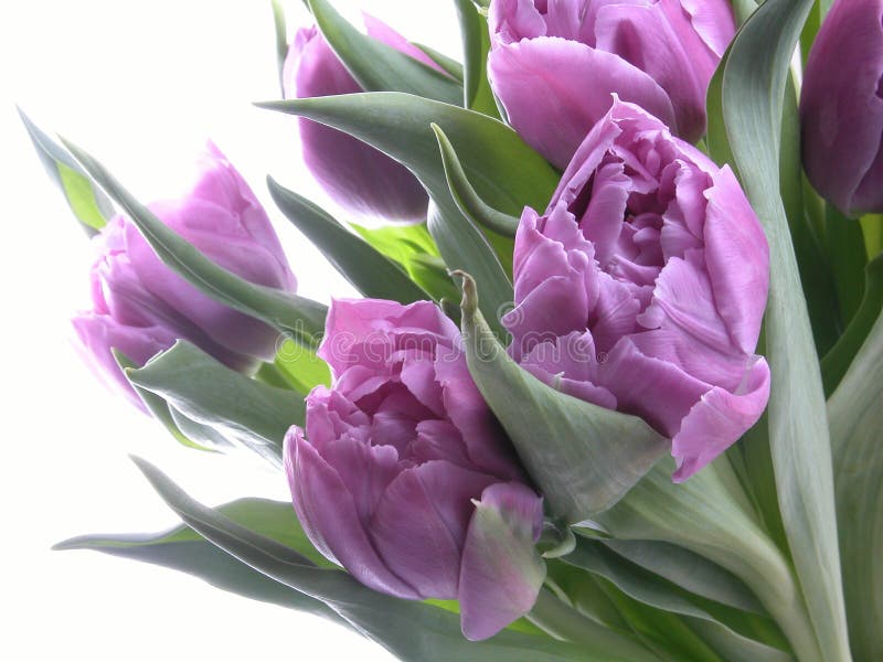 Spring stock image. Image of buds, flowers, beautiful - 2070637