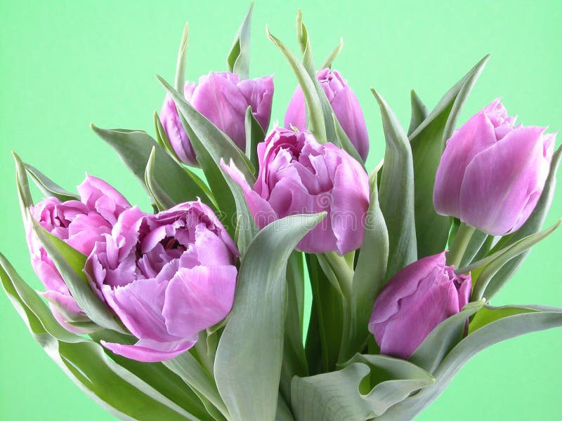 Spring stock image. Image of buds, flowers, beautiful - 2070637