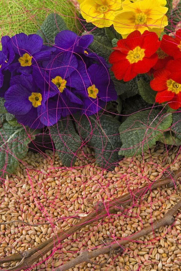 Spring - time stock image. Image of floral, corn, branch - 8677603