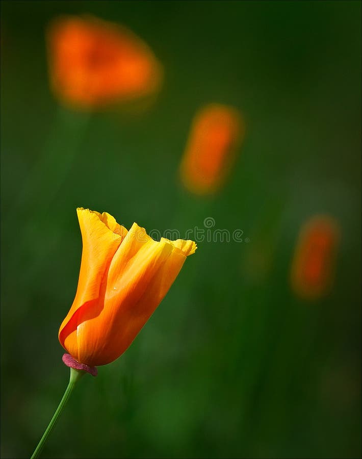 Spring time stock photo. Image of delight, orange, radiant - 91214