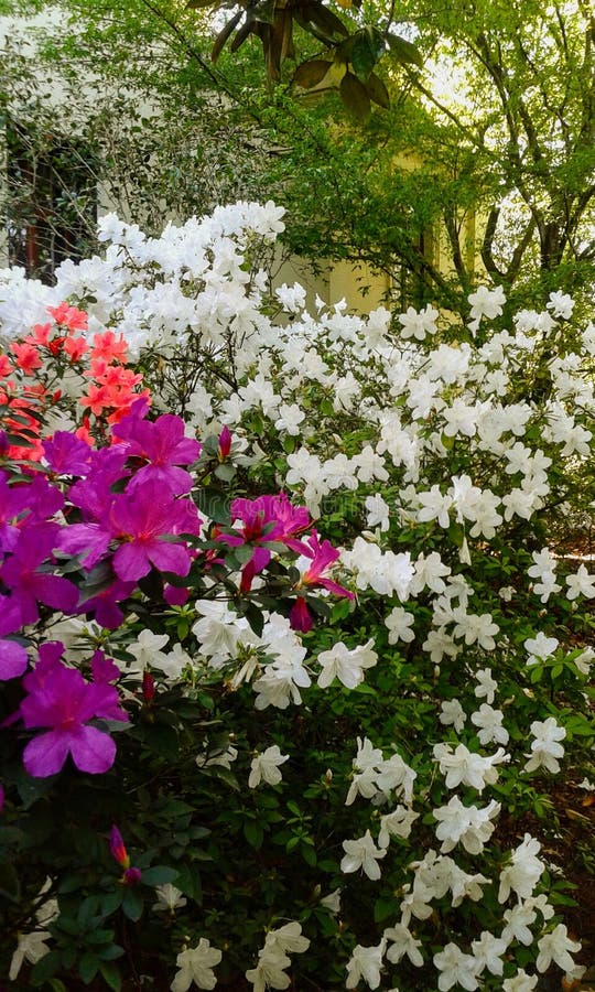 Azaleas stock photo. Image of bloom, pretty, spring - 112158382