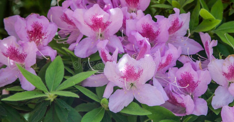 Spring Time Azaleas Blooming Stock Photo - Image of flower, time: 92178222