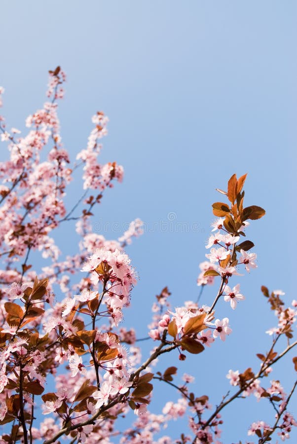 Spring time beauty stock image. Image of growth, flower - 4622503