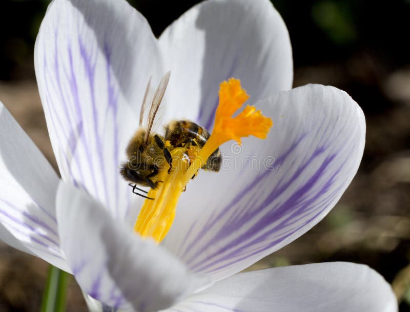 Spring Time for the Bees stock photo. Image of honey - 112218790