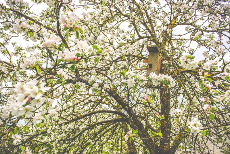 Spring time, blooming tree stock image. Image of closeup - 136125179