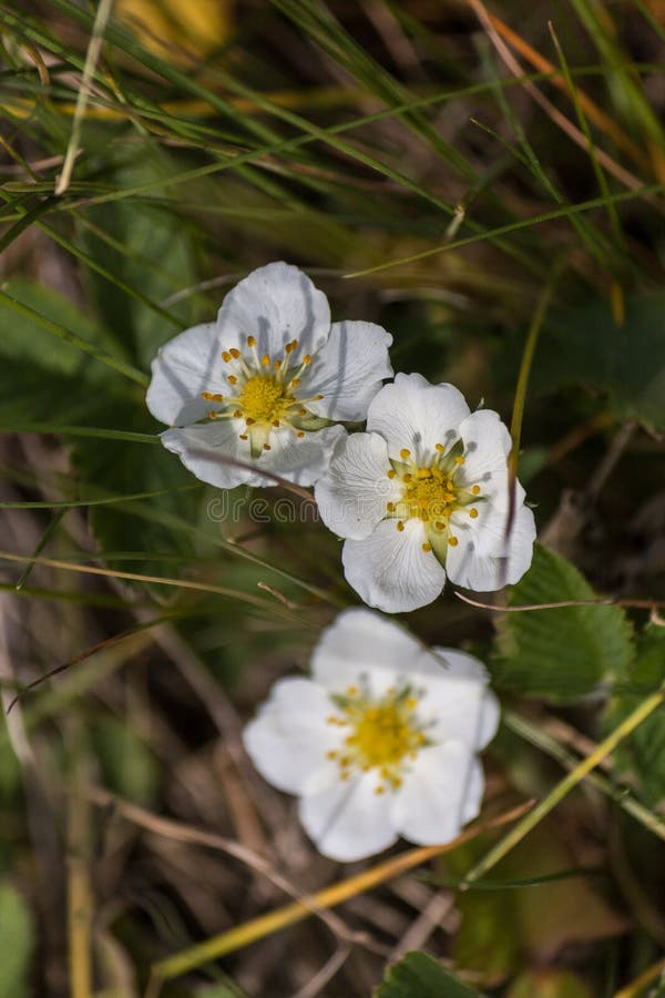 Spring Time. Blooming Forest Strawberry Stock Photo - Image of ...