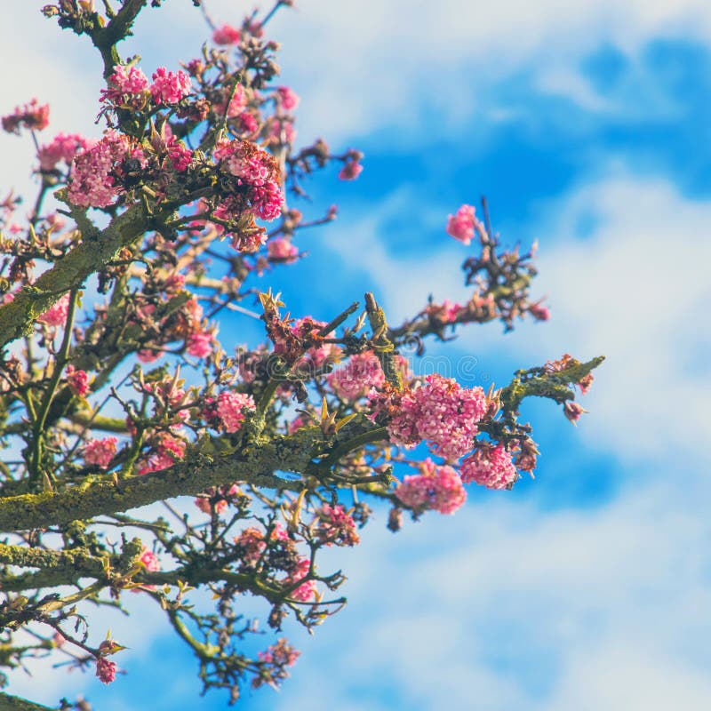 Spring Time. Blooming Gardens Stock Photo - Image of white, branch ...