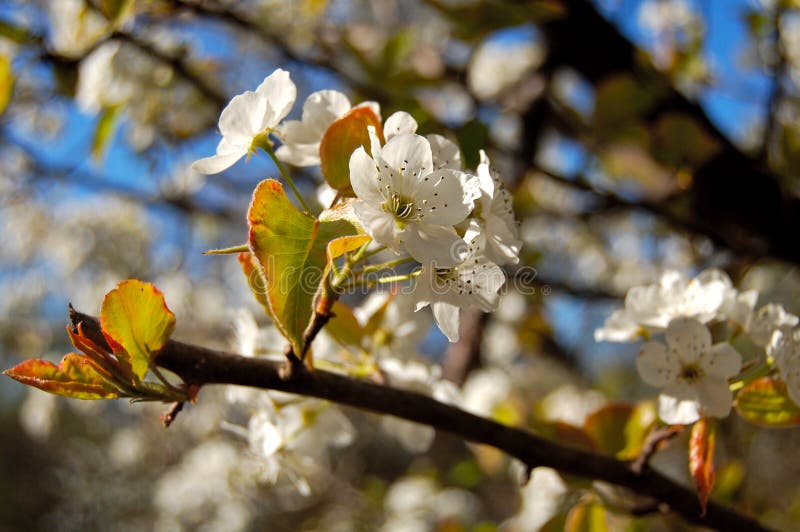 Spring Time Blooming stock image. Image of flowers, time - 42792997