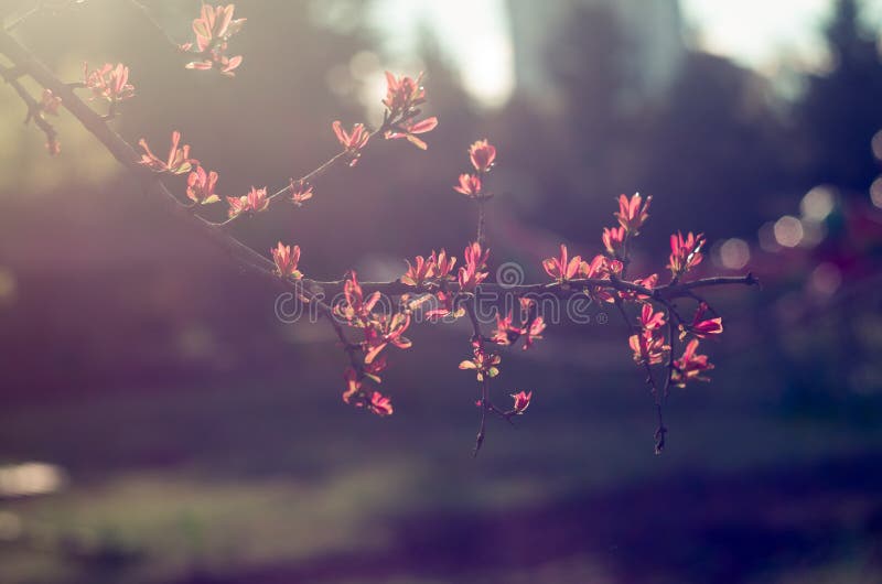 Spring Time. Blossom Plants Stock Image - Image of light, bloom: 146952821