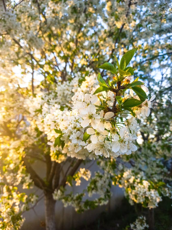 Spring Time, Blossom Trees in the Garden Stock Photo - Image of ...