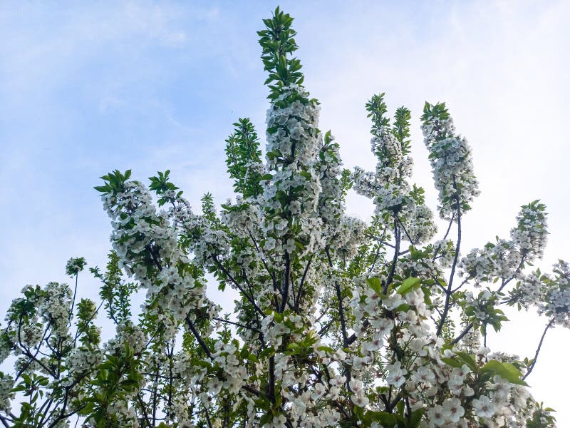 Spring Time, Blossom Trees in the Garden Stock Image - Image of nature ...