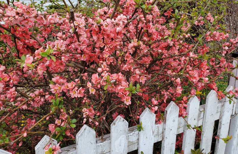 Spring Time Blossoms stock photo. Image of spring, flowers - 216564198