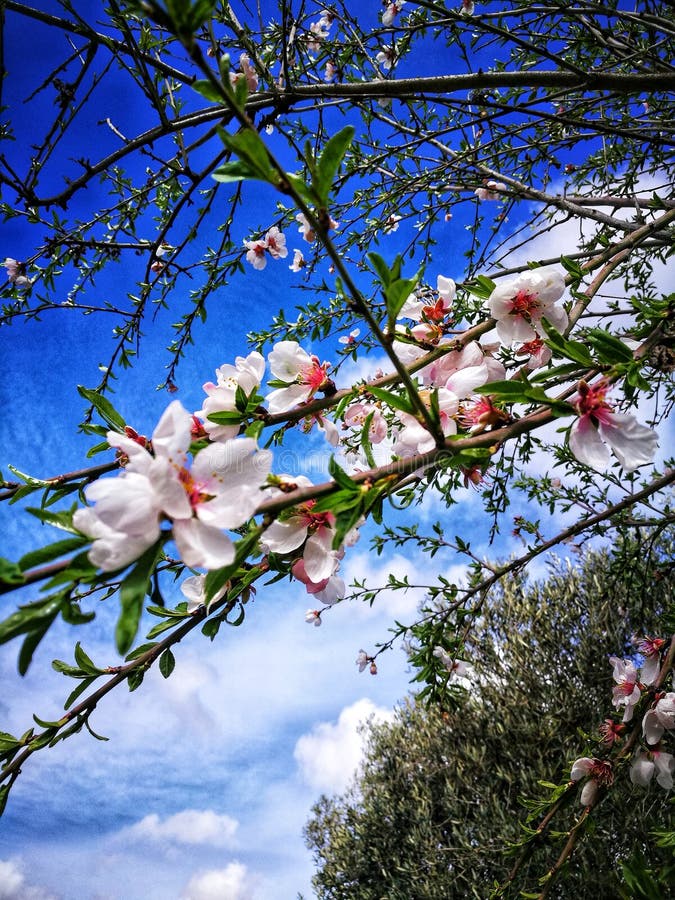 Spring time stock photo. Image of spring, flowers, time - 113739724