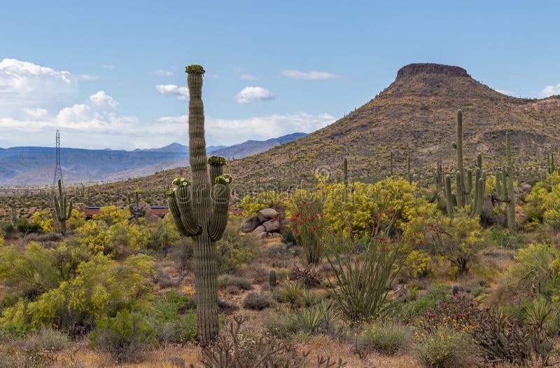 Spring Time at Browns Ranch Desert Preserve in Scottsdale, AZ Stock ...