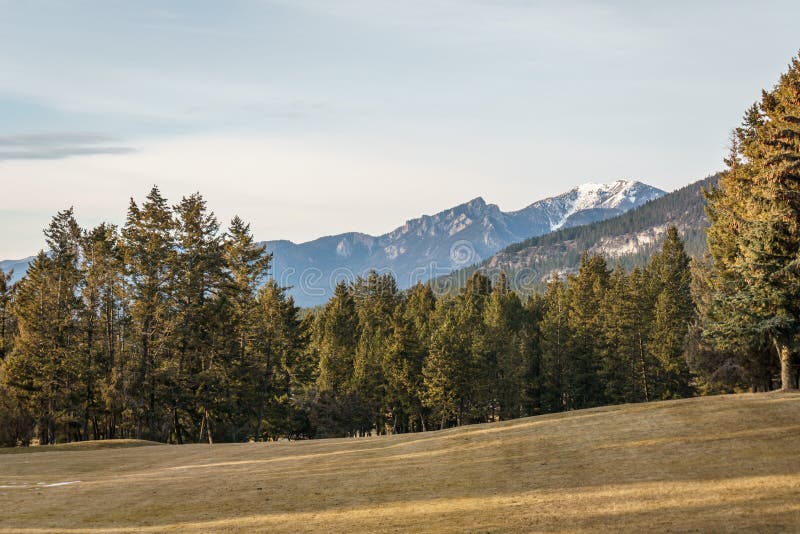 Spring Time at Canadian Mountain Park with Yellow Grass and Green Trees ...