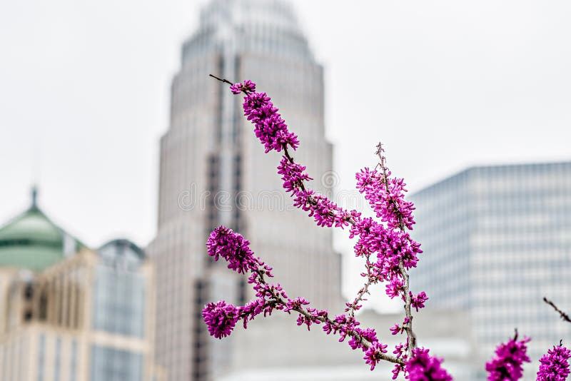 25,537 Charlotte Picture Stock Photos - Free & Royalty-Free Stock ...