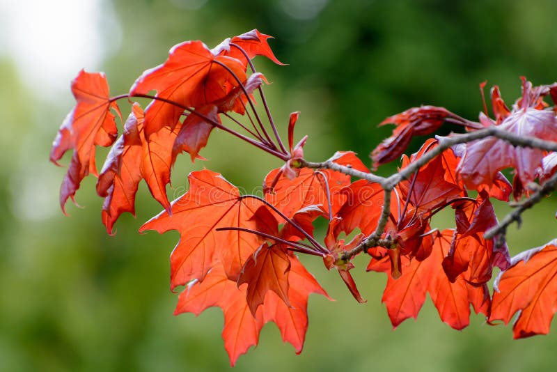 Spring Time Colorful Background. Red Maple Tree Branch with Red Leaves ...