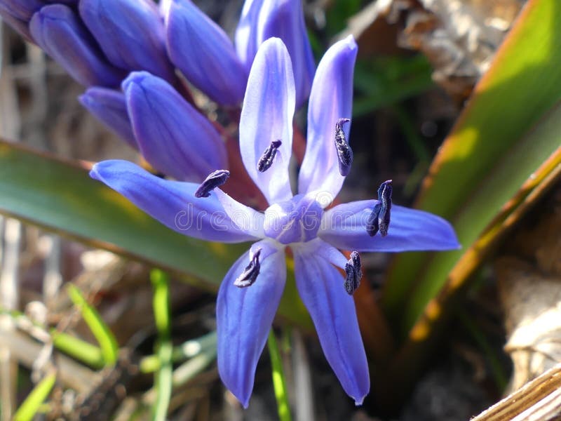 Spring time is coming stock image. Image of time, flower - 310711049