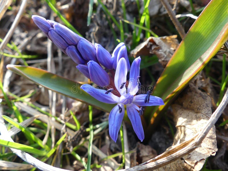 Spring time is coming stock photo. Image of flower, spring - 310711182