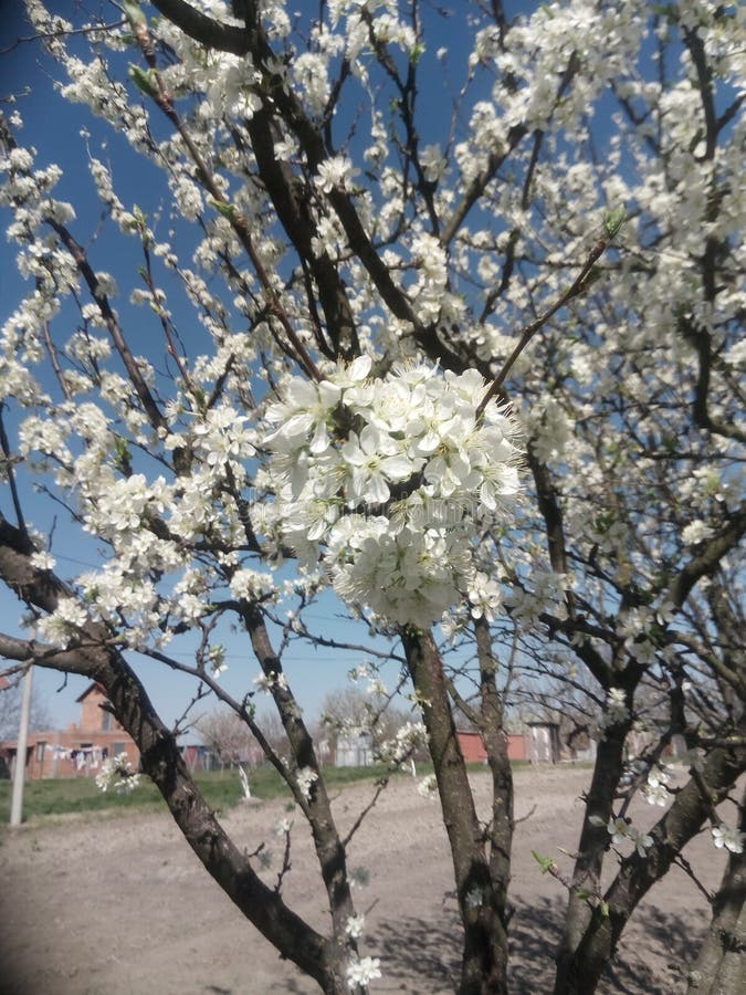 Spring time is coming stock image. Image of flower, time - 178407659