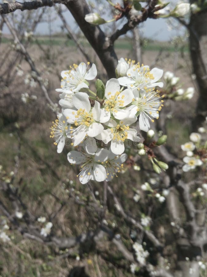 Spring time is coming stock photo. Image of shrub, evergreen - 178407736