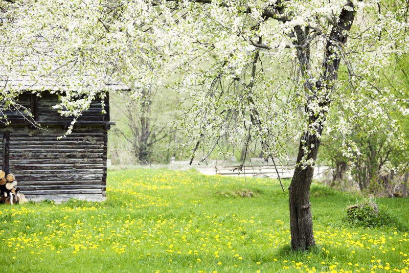 Spring Time at Country Side Stock Image - Image of bliss, branch: 30660811