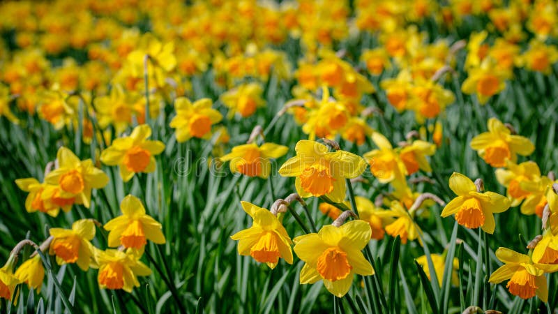 Spring time daffodils stock image. Image of daffodils - 227812985