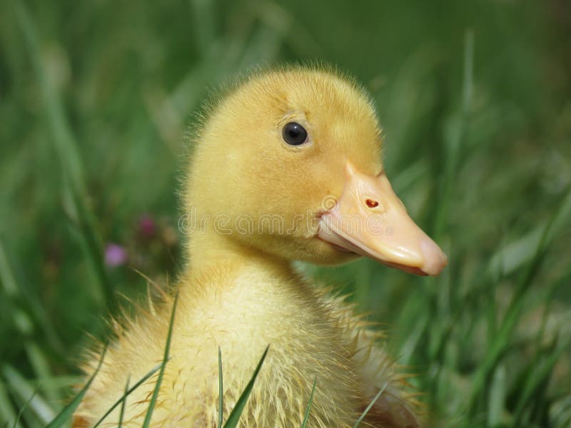 Spring time duckling stock photo. Image of nature, grass - 112789576