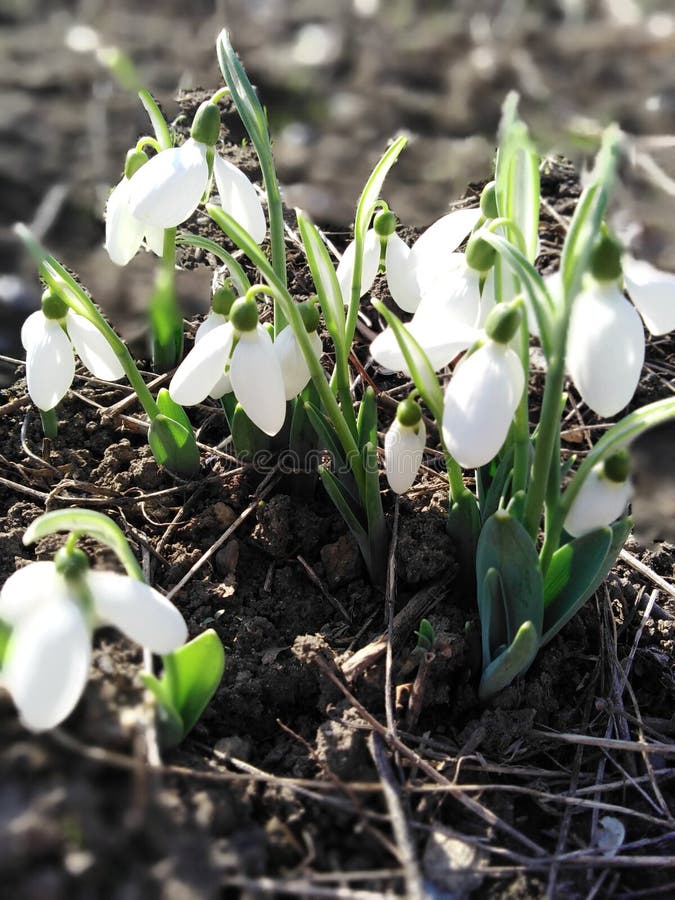 Spring stock image. Image of time, times, good, spring - 139870277