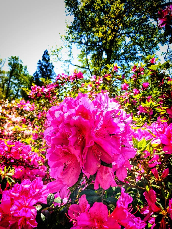 Spring Time Floral Blasts of Pink Stock Photo - Image of spring, shrub ...