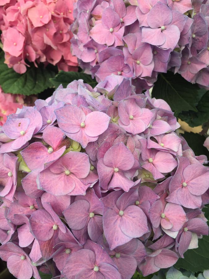 Spring time flower garden stock photo. Image of garden - 53486884