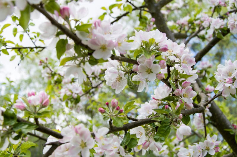 Spring Time -flowering Apple Tree Stock Photo - Image of leaves ...