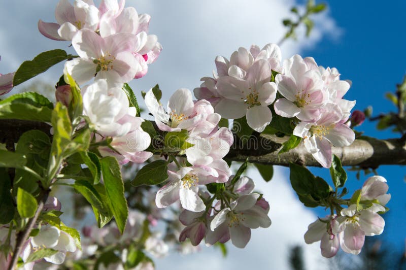 Spring Time -flowering Apple Tree Stock Photo - Image of flowers ...