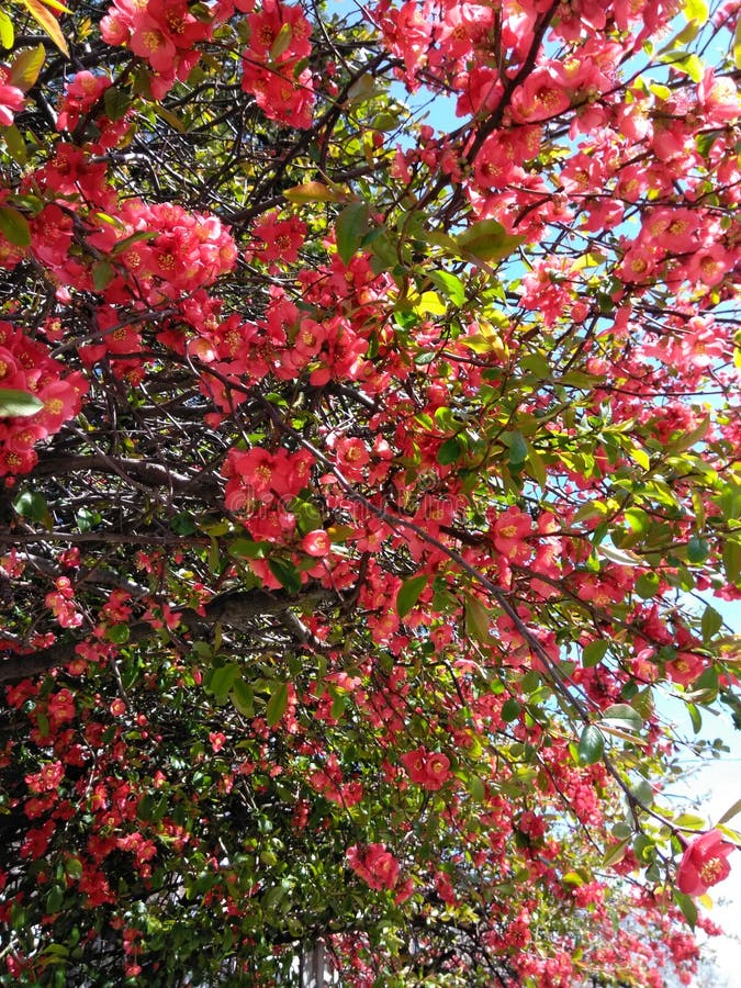 SPRING TIME stock image. Image of time, spring, tree - 114940831