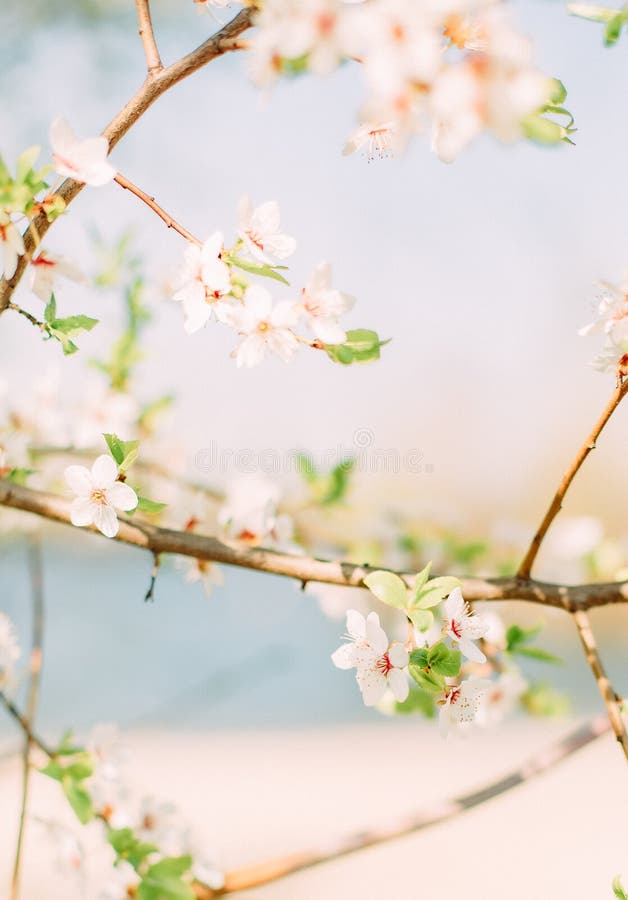 Spring Time Flowering Tree Branch Cherry Fresh Stock Image - Image of ...