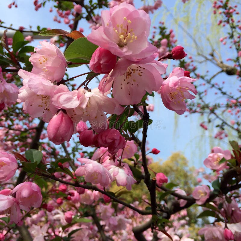 Spring time stock image. Image of spring, trees, time - 73820819