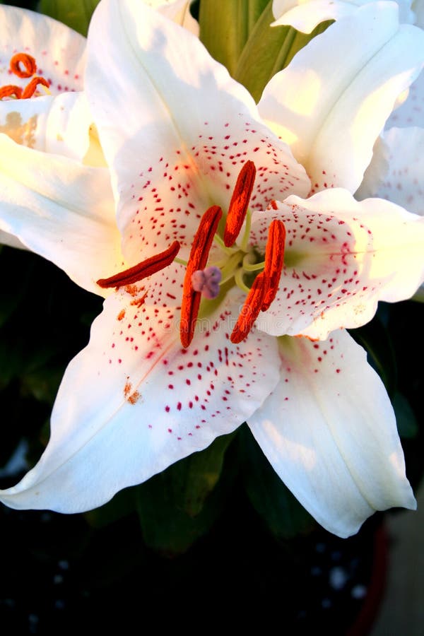 Spring Time Flowers stock photo. Image of time, floral - 681390