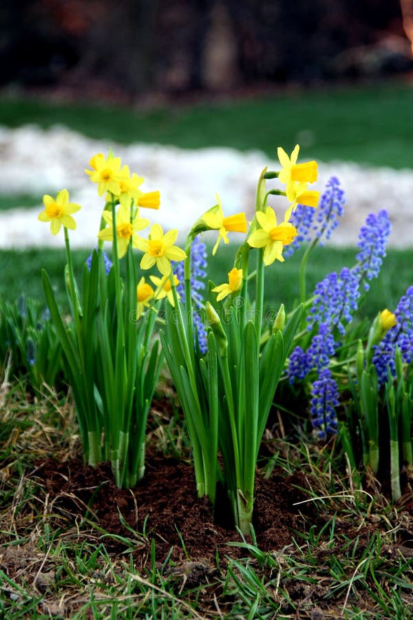 Spring time flowers bed stock image. Image of rose, yellow - 13390711