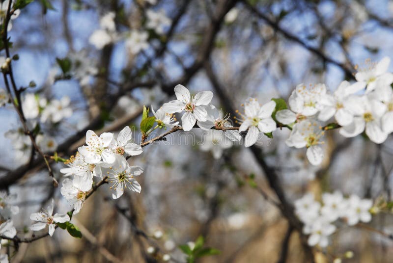 Spring Time Flowers. Bloom Season. Tree Branch with White Flowers Stock ...