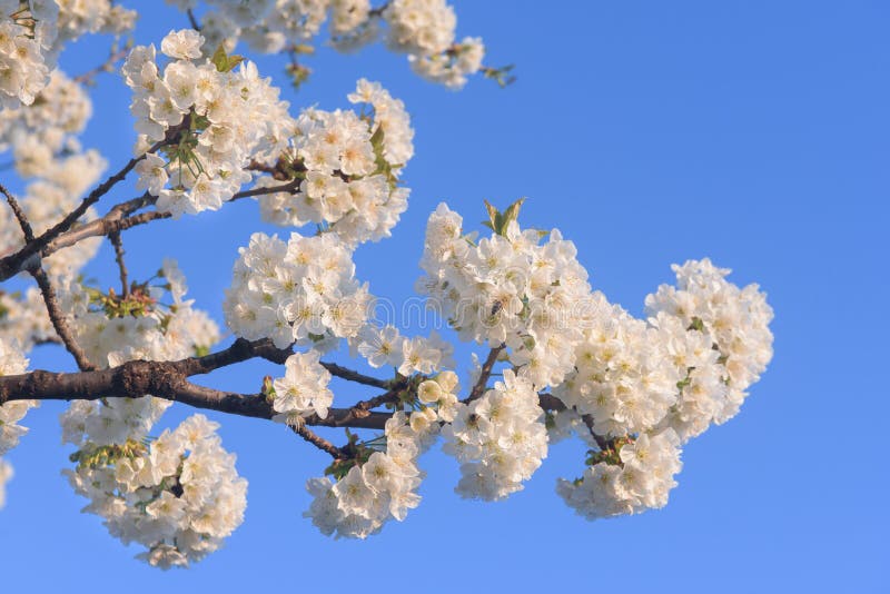 Spring Time, Flowers on Blue Sky Stock Image - Image of sakura, bloom ...
