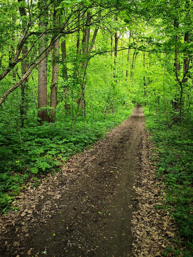 Path in the green forest stock photo. Image of colors - 146672666