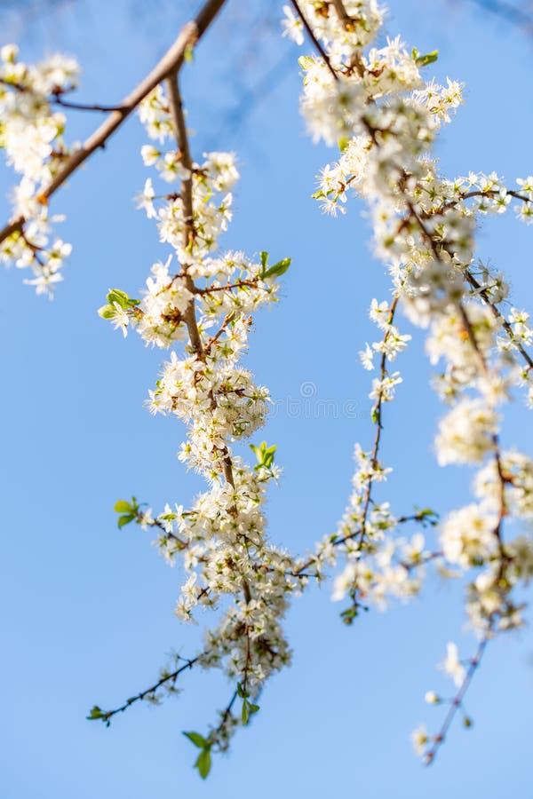 Spring Time in a Forest in Schaan in Liechtenstein Stock Photo - Image ...