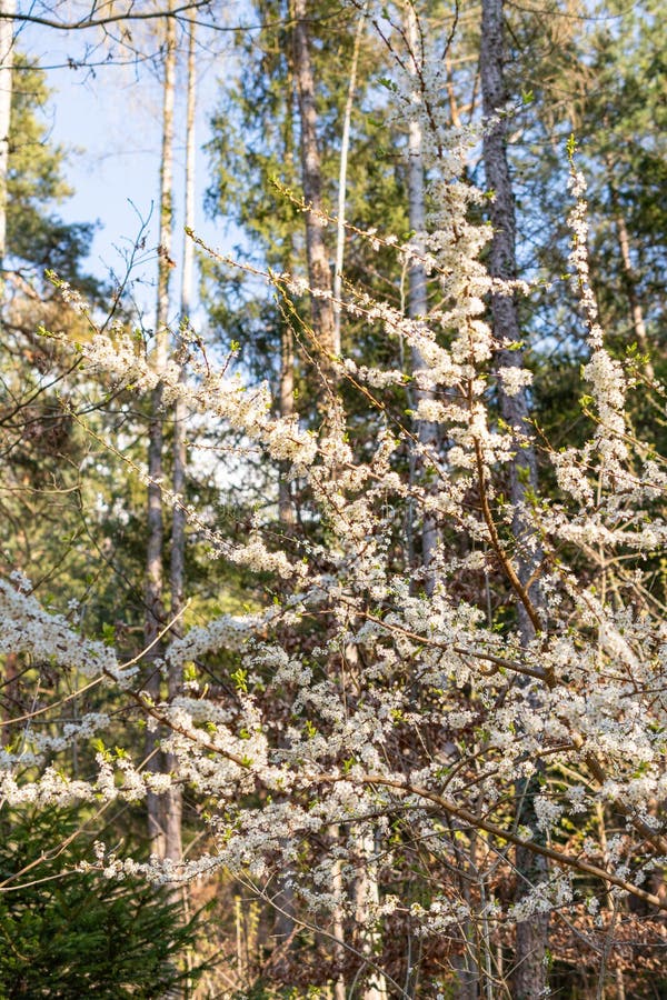 Spring Time in a Forest in Schaan in Liechtenstein Stock Photo - Image ...