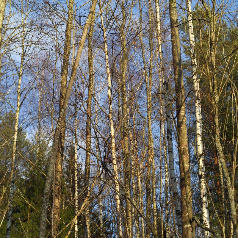 Spring time in forest stock image. Image of bright, forest - 142864099