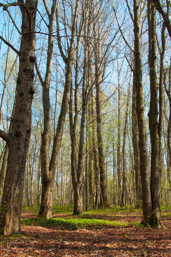 Spring Time in a Forest. Sunny Spring Forest Stock Photo - Image of ...
