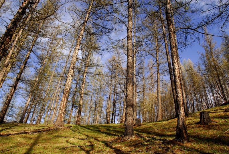 Spring Time Forests, Mongolia Stock Image - Image of trees, tourism ...