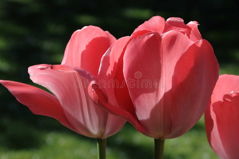 Spring Time in a German Garden Stock Image - Image of spring, travel ...