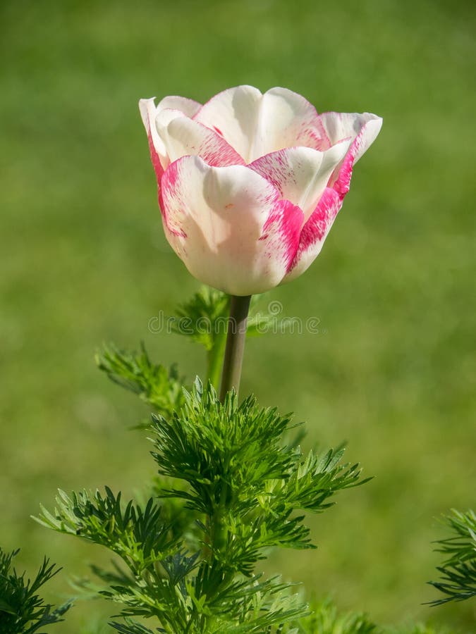 Spring Time in a German Garden Stock Image - Image of flower, garden ...